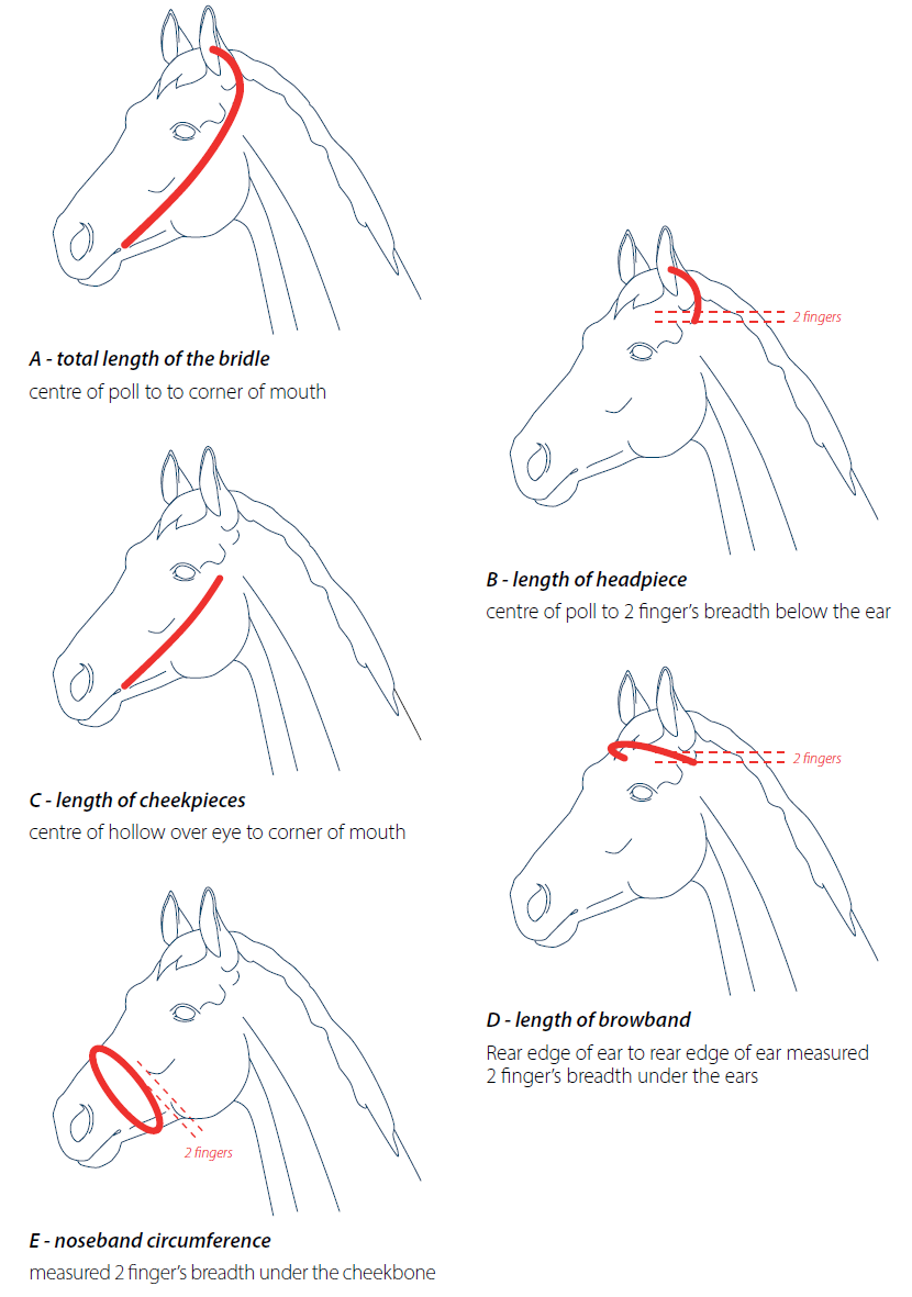 Are there size charts for the bridles?